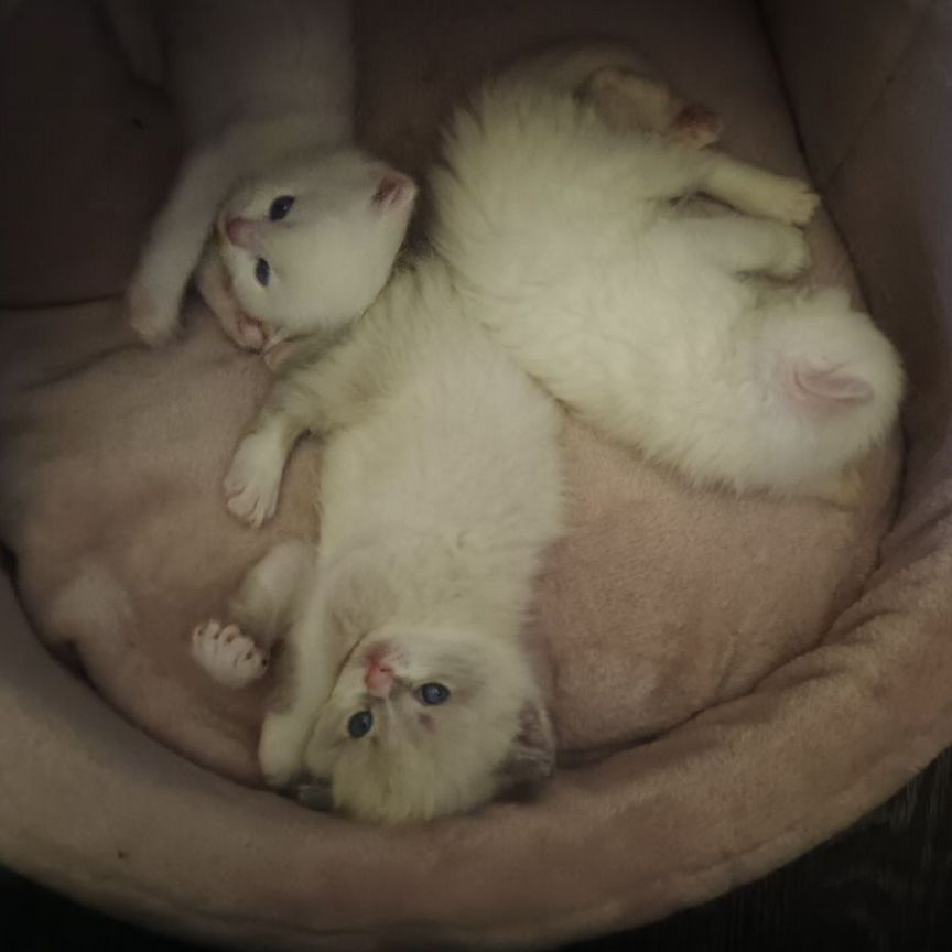 Котята)