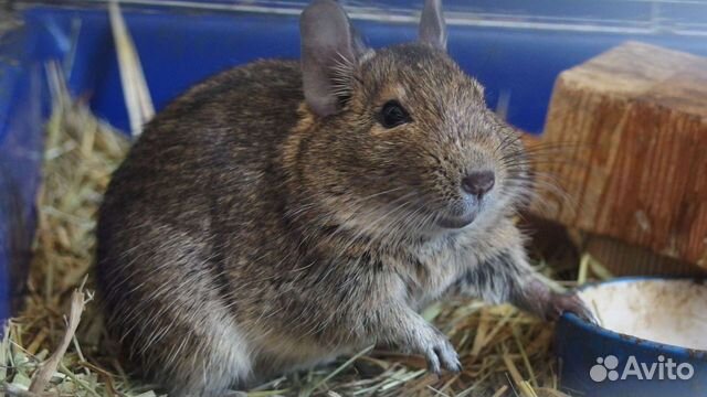 Дегу в добрые руки