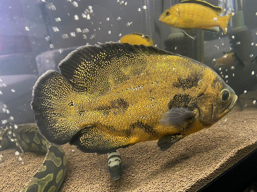 Астронотусы