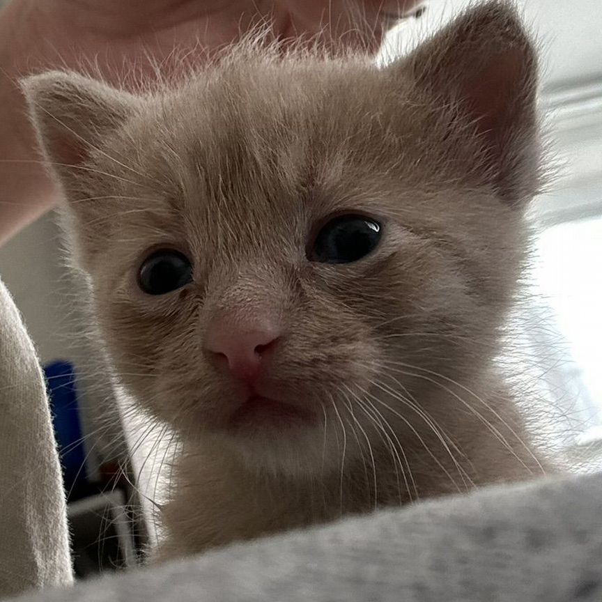Котенок в добрые руки