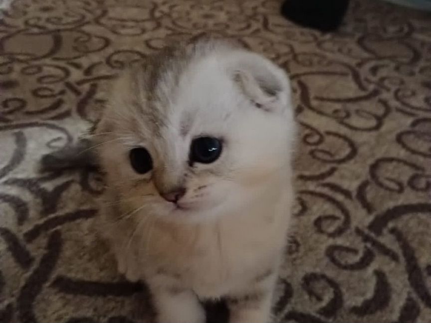 Шотландская серебристая шиншилла