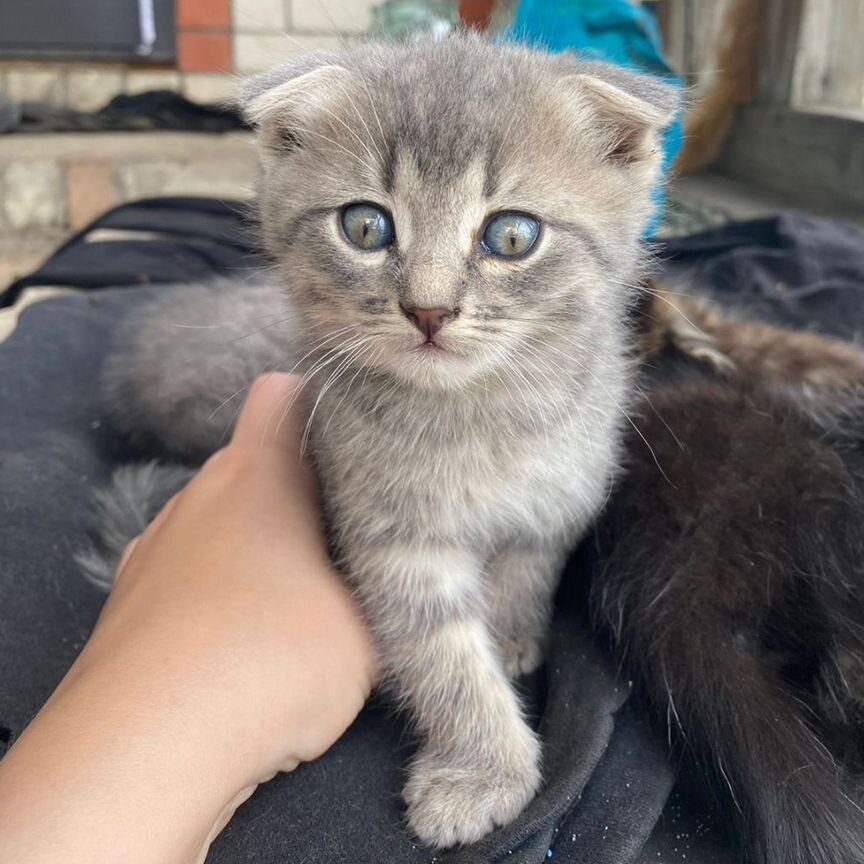 Вислоухие котята
