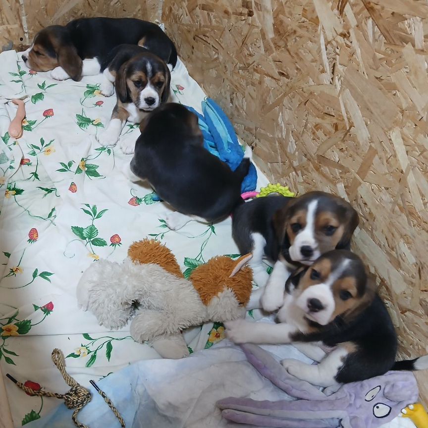 Бигль, щенок