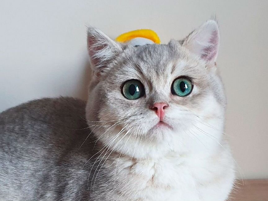 Крошик - котик с малахитовыми глазами