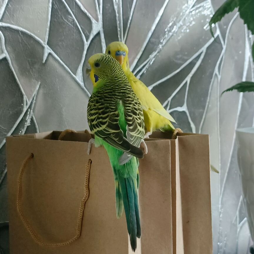 Волнистый попугай