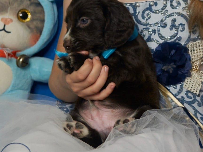 Щенки русского охотничьего спаниеля