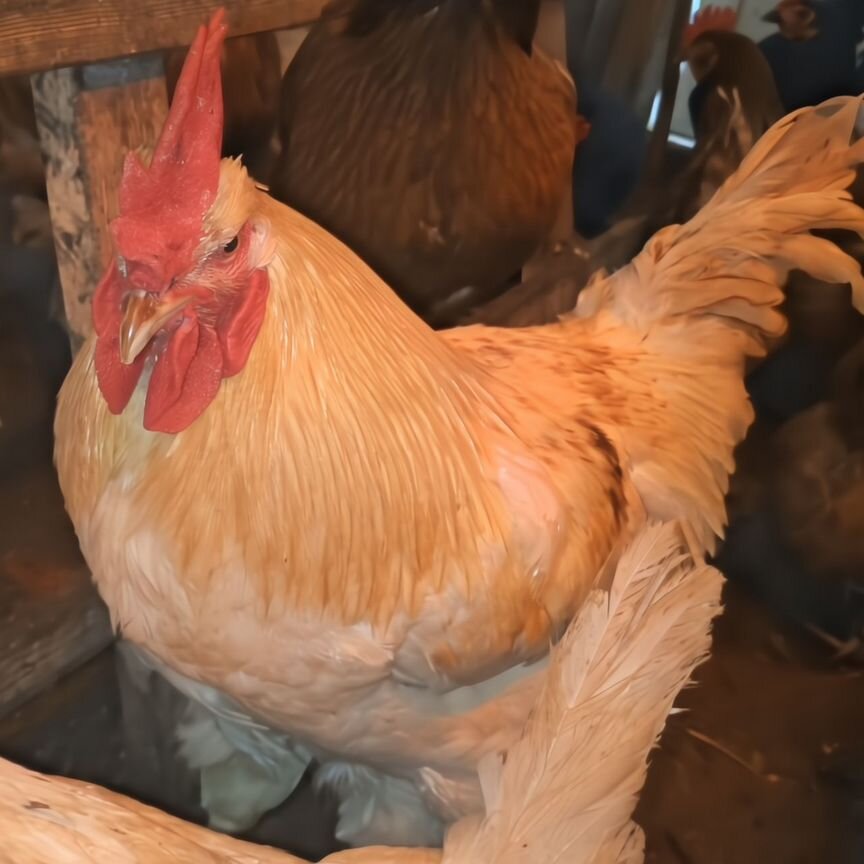 Молодые петухи