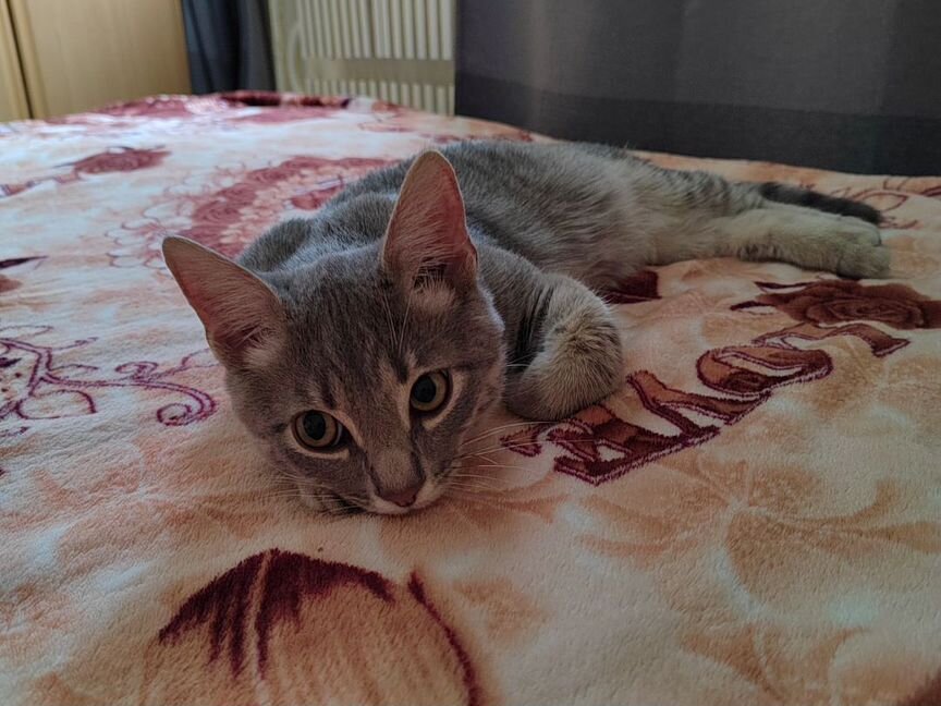 Котик 6-7 месяцев