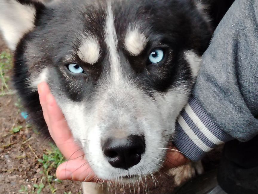 Сибирский хаски в добрые руки