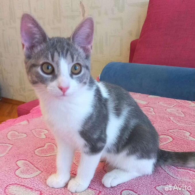 Котенок чудо в хорошие руки
