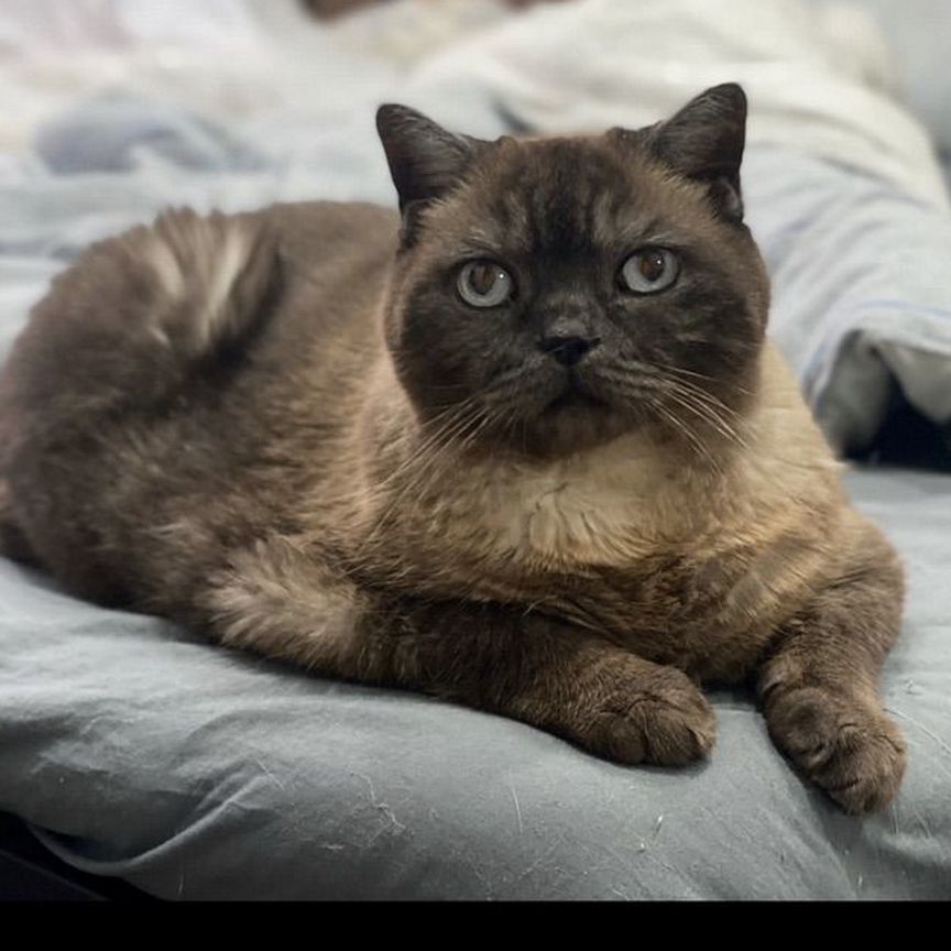 Котик в добрые руки