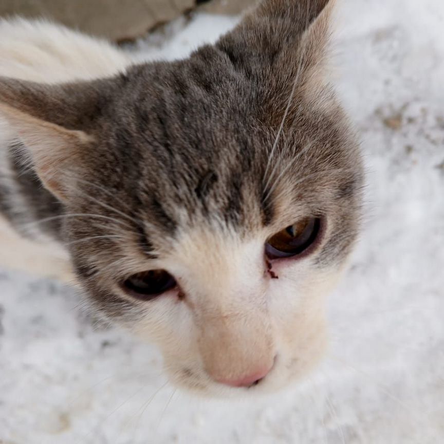 Котики бесплатно