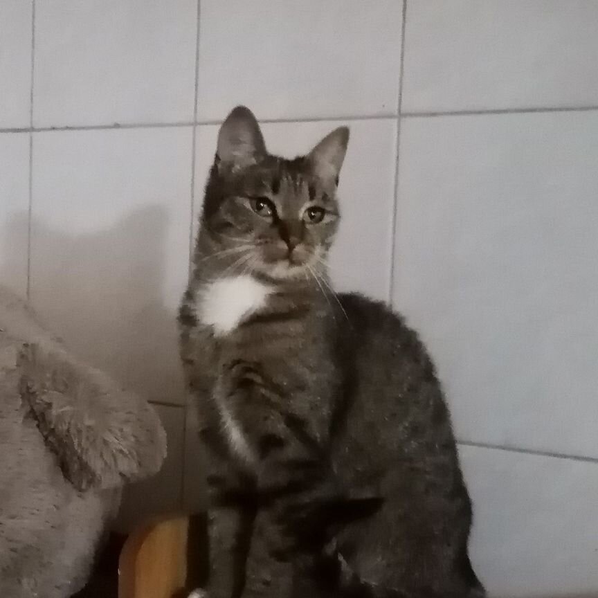 Кошечка со светящимися глазами ищет дом