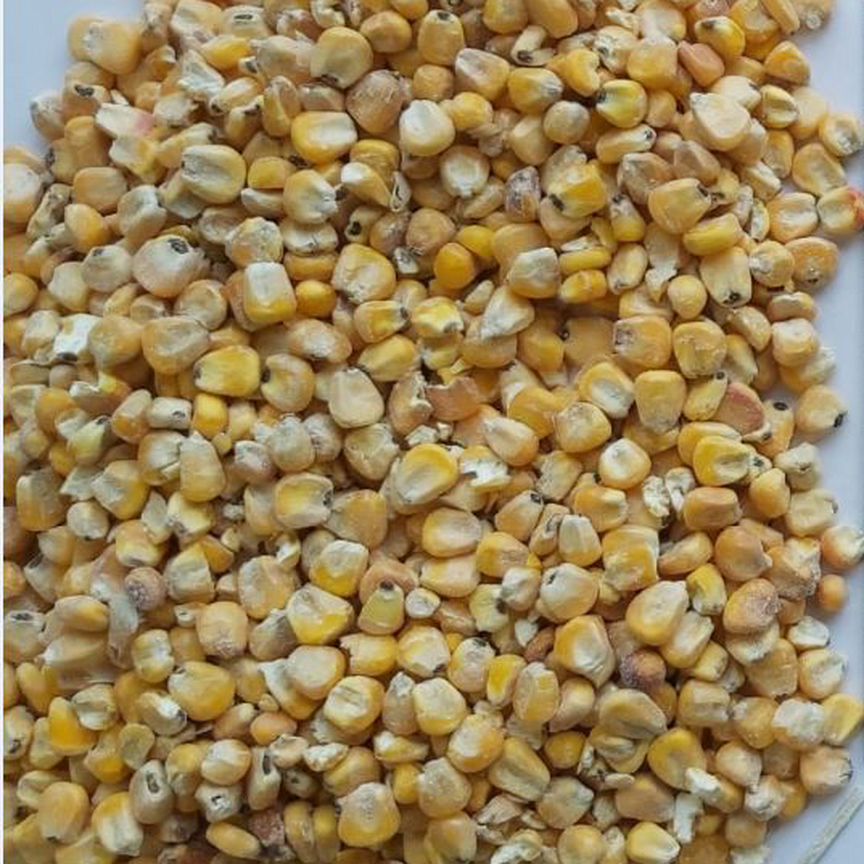 Кукуруза кормовая фураж от производителя