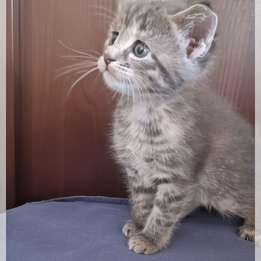 Мейн-кун котёнок