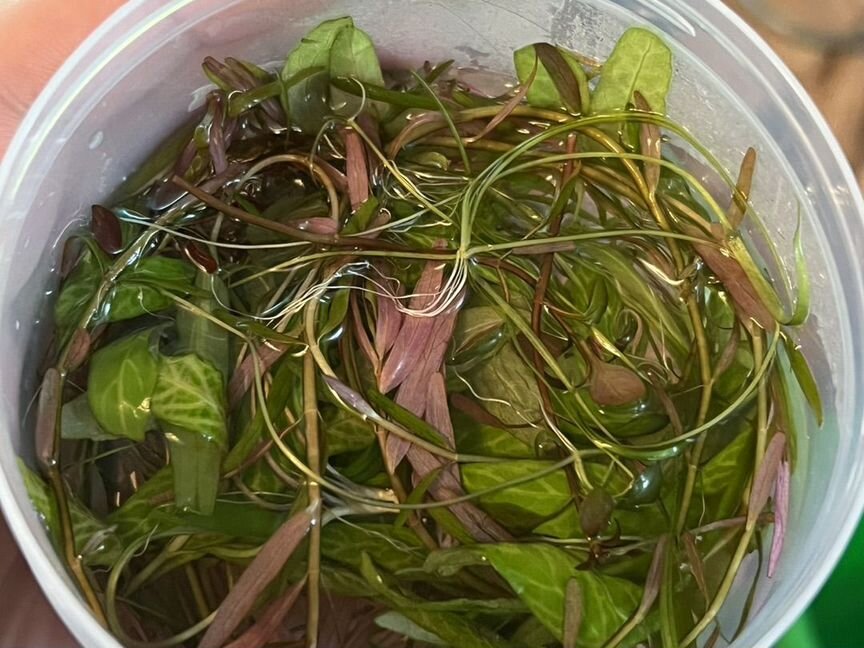 Прополка аквариумная