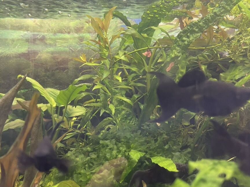 Молинезия лира черные и серые