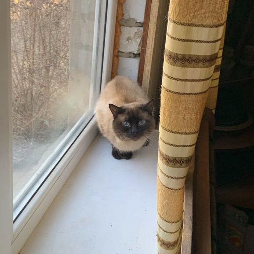 Сиамский кот в добрые руки