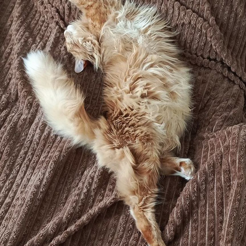 Кошка молодая