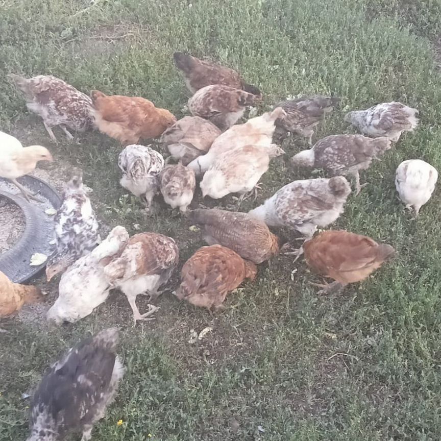 Куры домашние