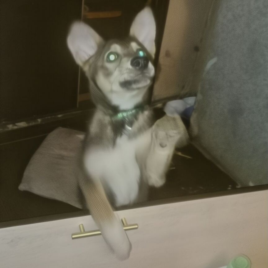 Щенок в добрые руки