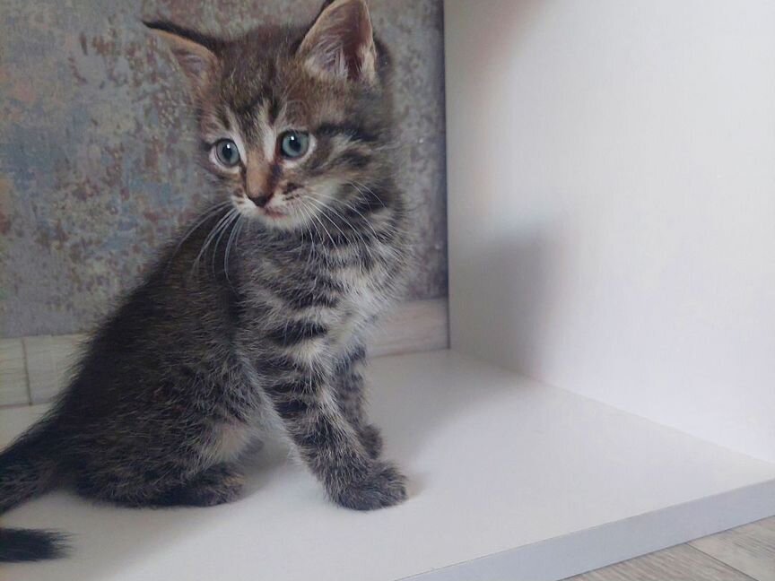 Кошка