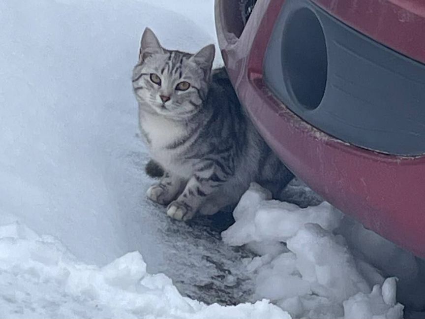 Мёрзнет на улице ласковая киса