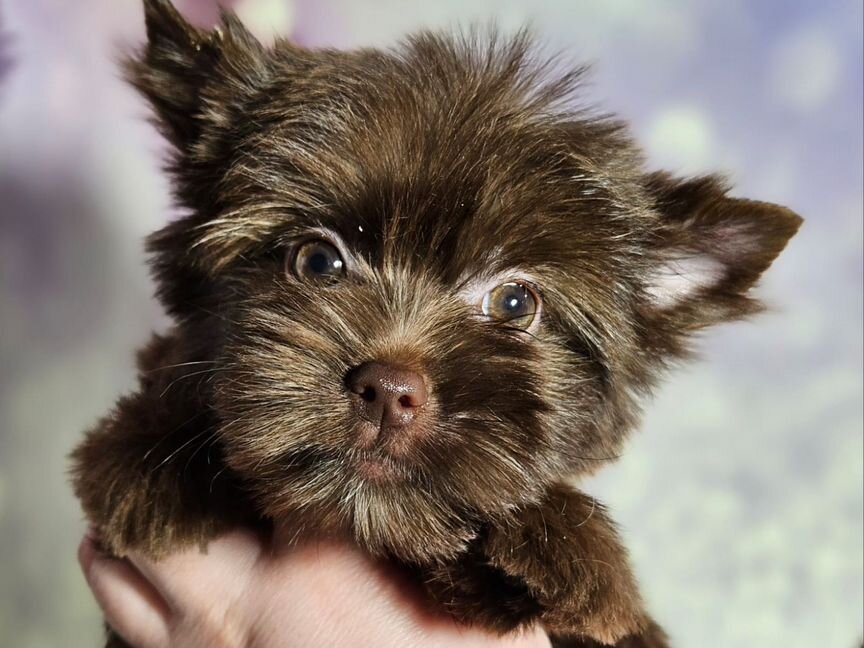 Шоколадная мини девочка с минимальным подпалом