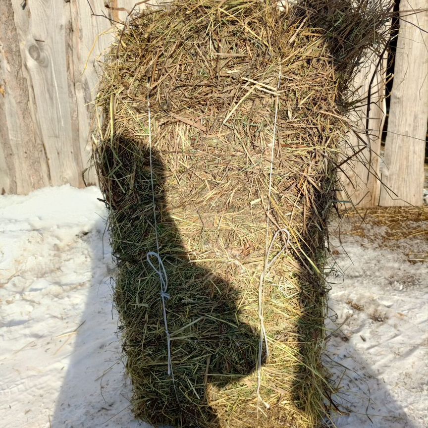 Продам сено в брикетах
