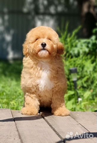 Мальтипу мальчик ф1 рыжик