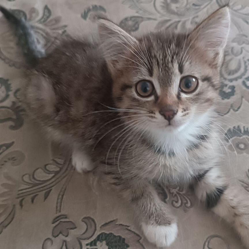 Котенок