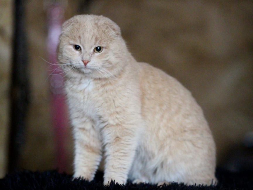 Котик ищет дом