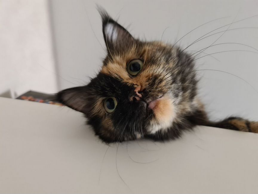 Стерилизованная Ксюша ещет дом