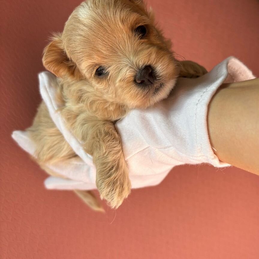 Мальтипу f1 mini