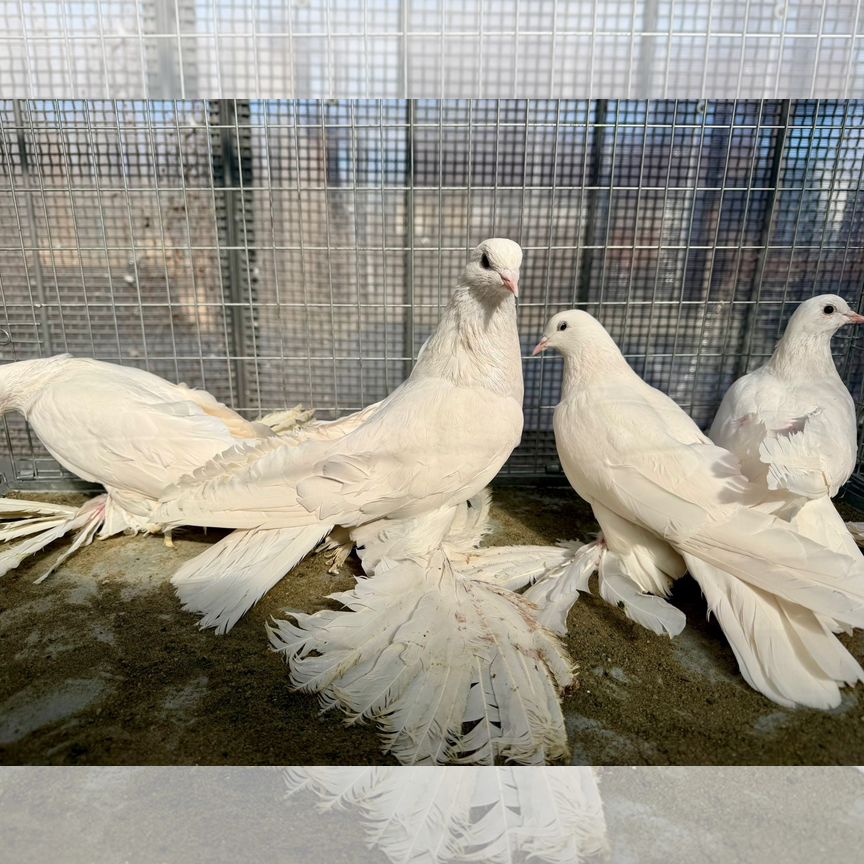 Голуби северо-кавказские лохманогие