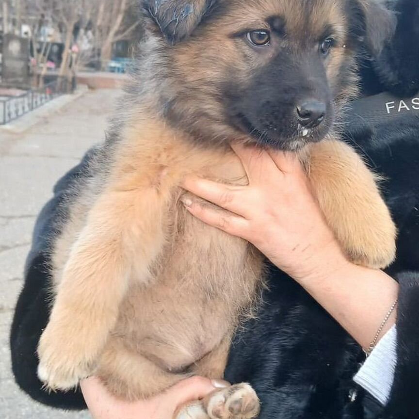 Мишель в дар