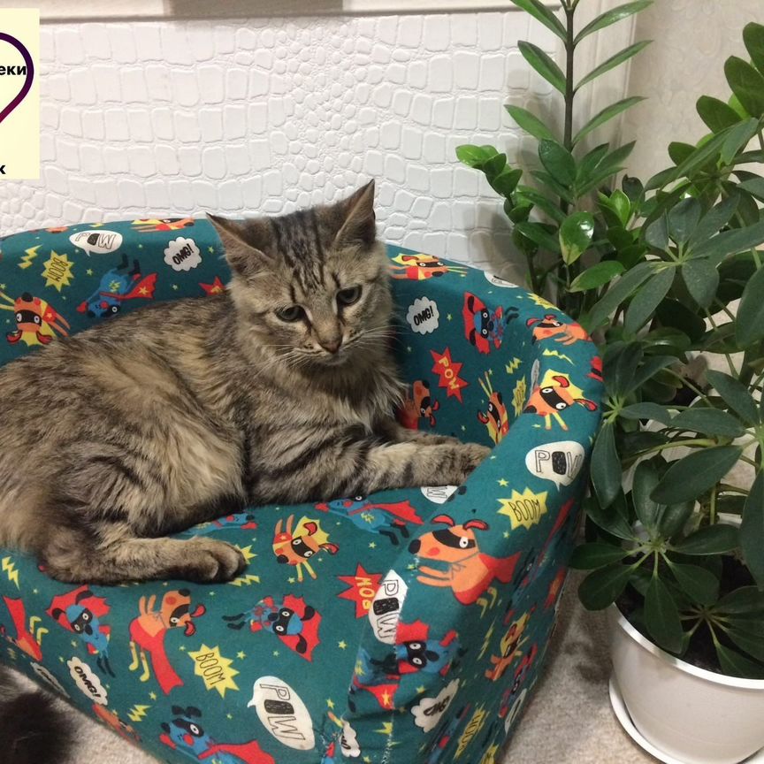 Кошка в добрые руки