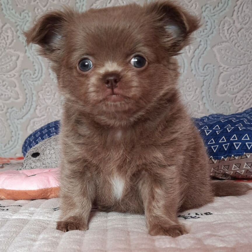 Девочка чихуахуа