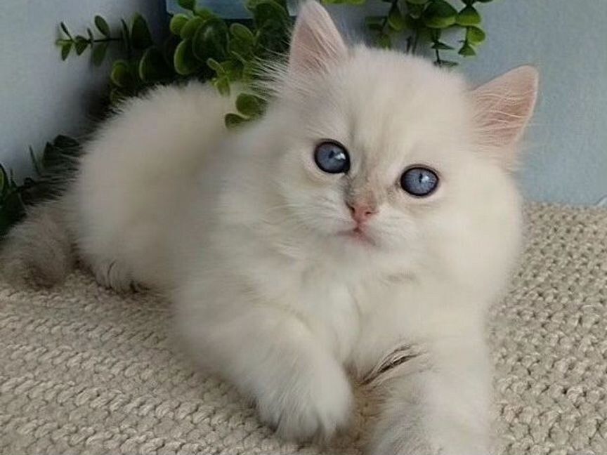 Пушистый Зефирчик