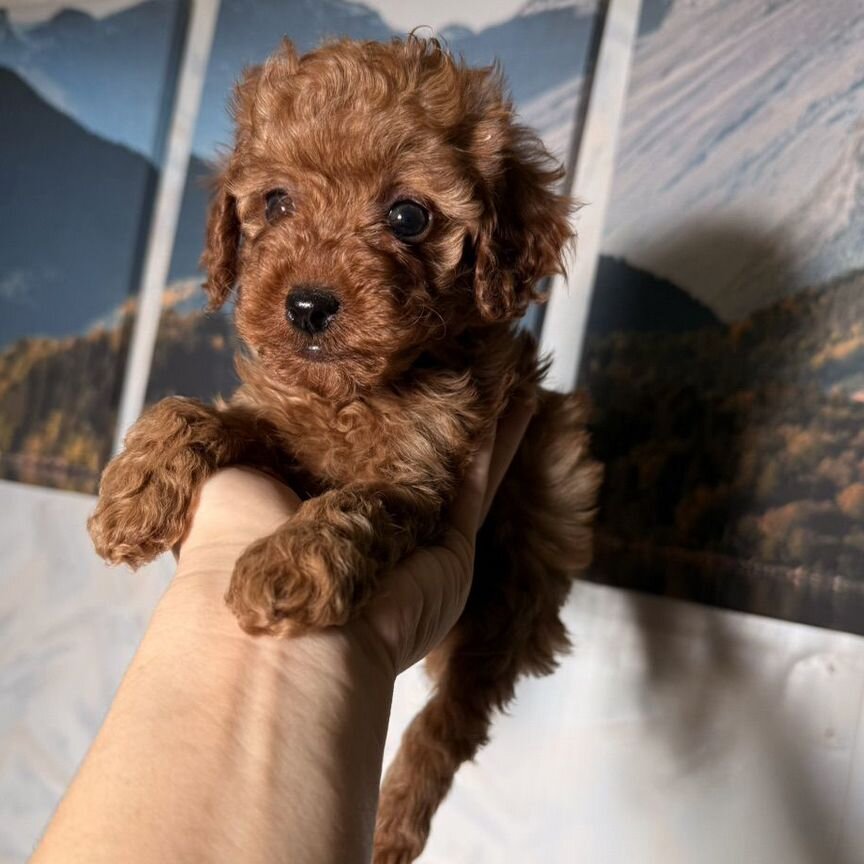 Той-пудель, щенок