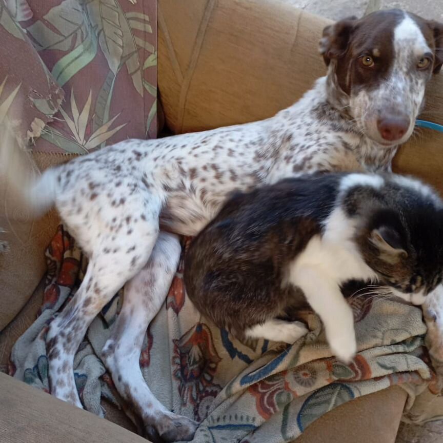 Собака девочка,стерелизованая