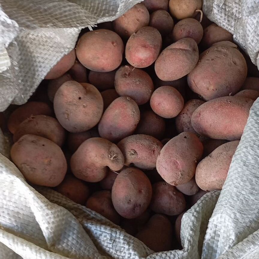 Продам картофель на корм скоту