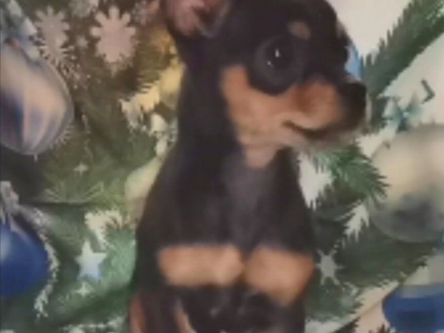 Чихуахуа щенки большой выбор окрасов