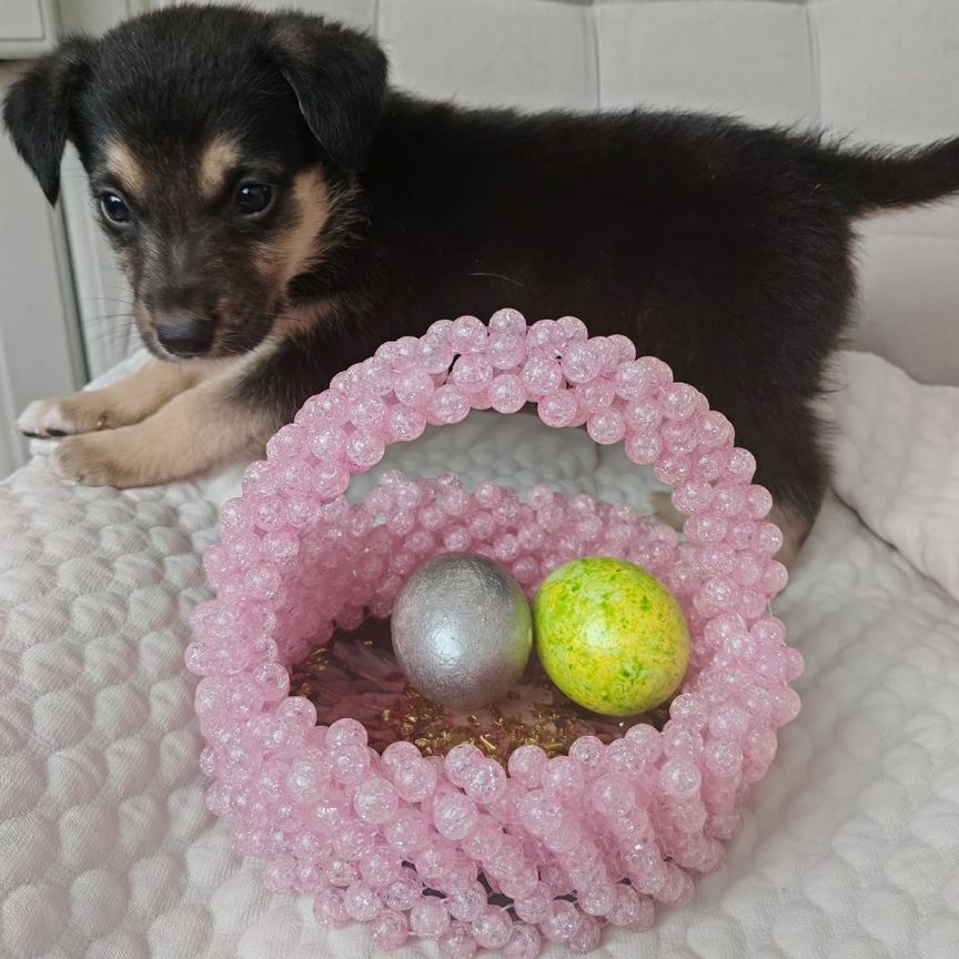 Щенок в добрые руки