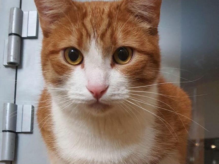Молодой рыжий котик ищет дом