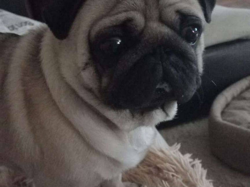 Мопс вязка мальчик