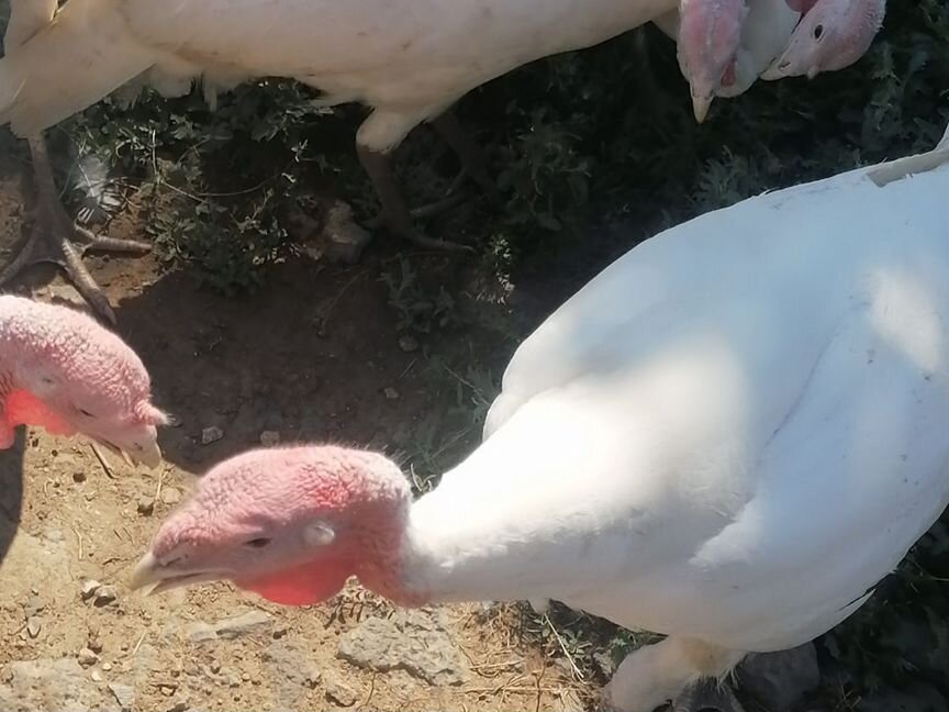 Индюки и гуси