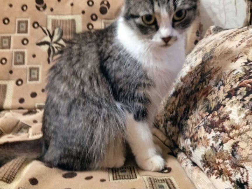 Кошка подросток