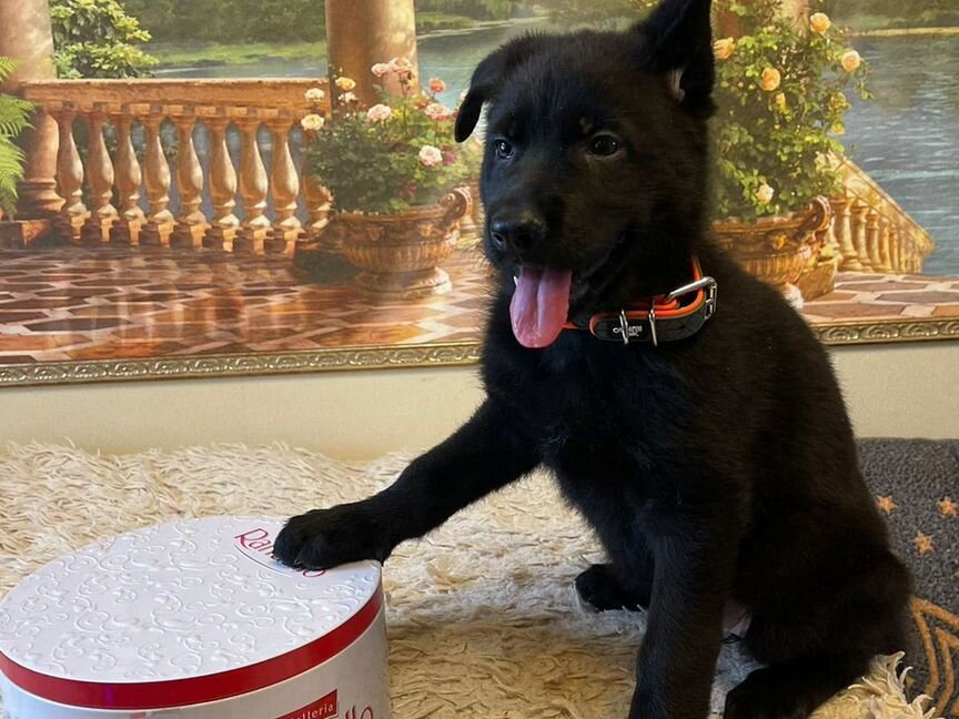 Щенки немецкой овчарки