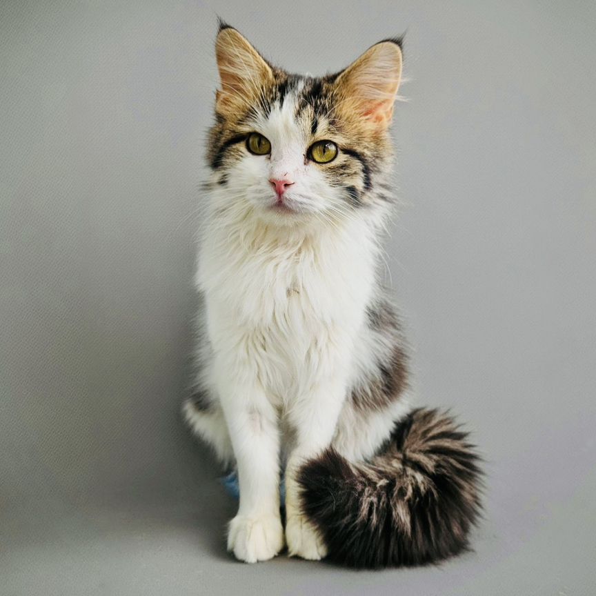 Взрослый кот в добрые руки